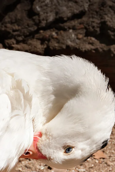 Waterfowl poultry Stock Photos, Royalty Free Waterfowl poultry Images ...