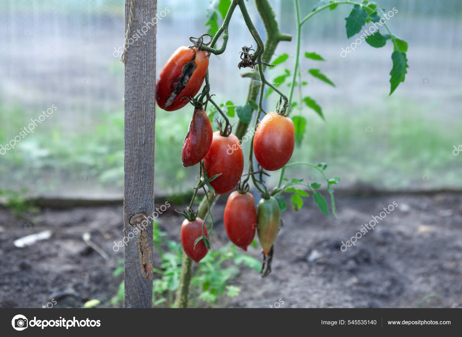 Rotten Tomatoes Affected Late Blight Phytophthora Greenhouse Diseases ...