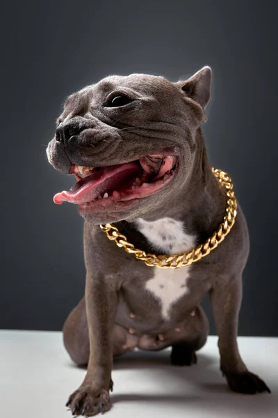 Rapero perro fotos de stock, imágenes de Rapero perro sin royalties ...