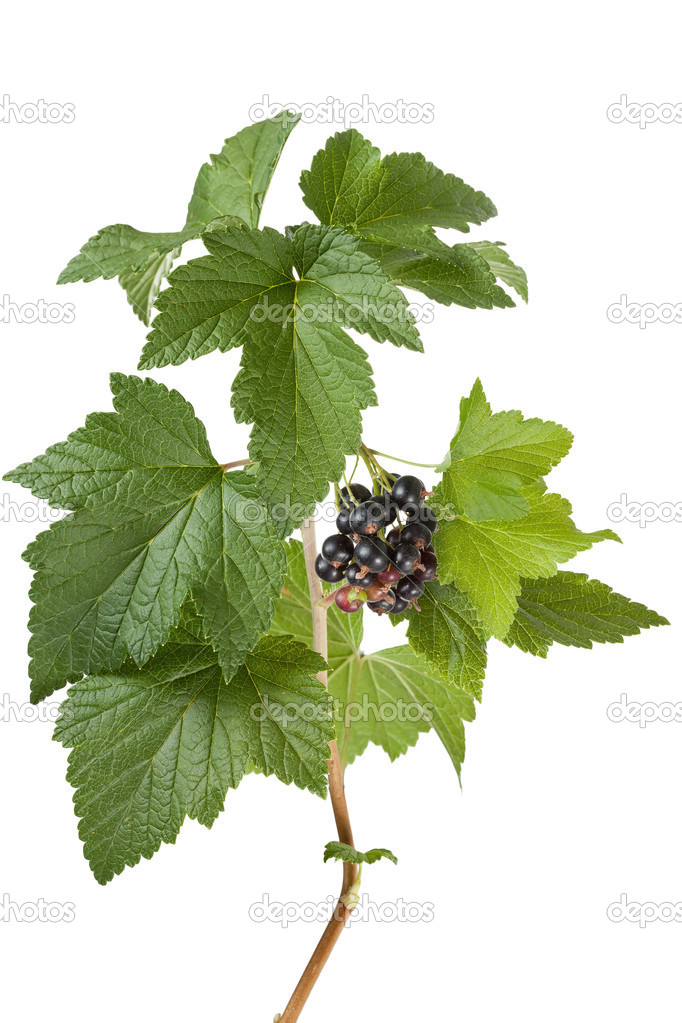 Black currants (Ribes nigrum) on branch — Stock Photo © Melica #43433885