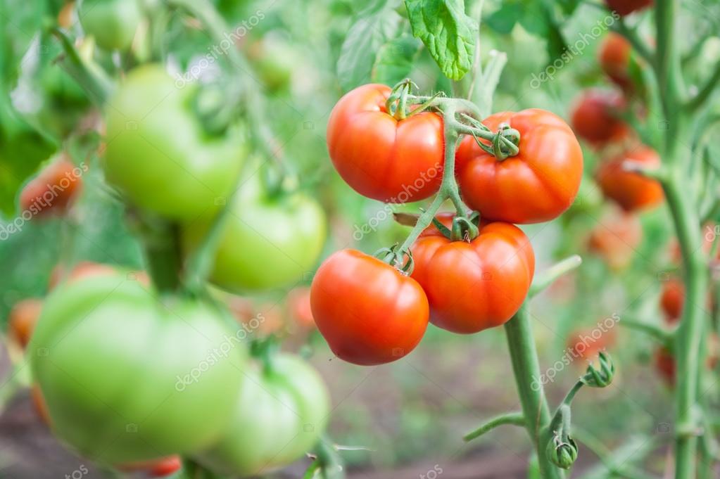 Muchos racimos con tomates rojos maduros y verdes inmaduros, creciendo ...
