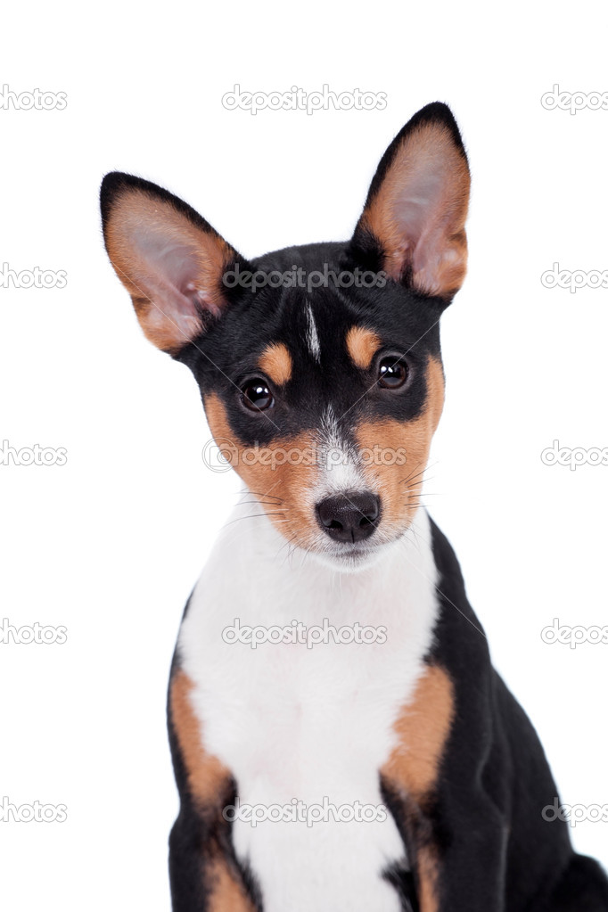 Basenji Tricolor Puppy