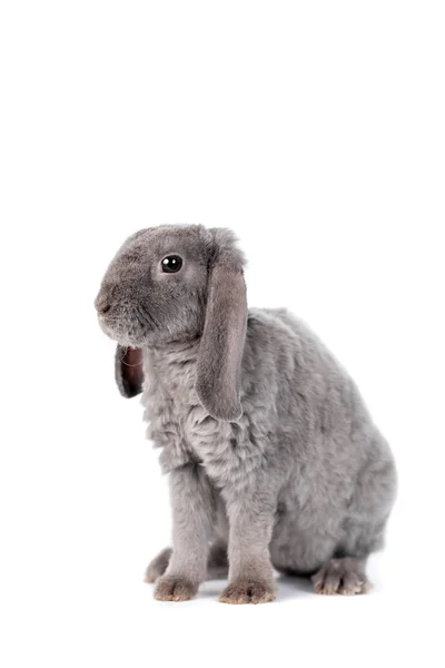 Grey lop-eared rabbit rex breed — Stock Photo © Farinosa #48820287