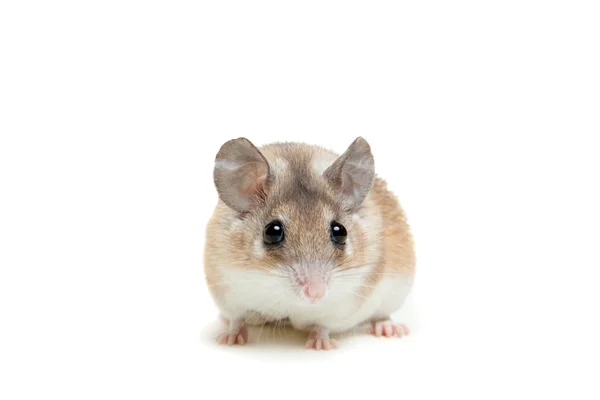 Begging Field Mouse on white background — Stock Photo © CreativeNature ...
