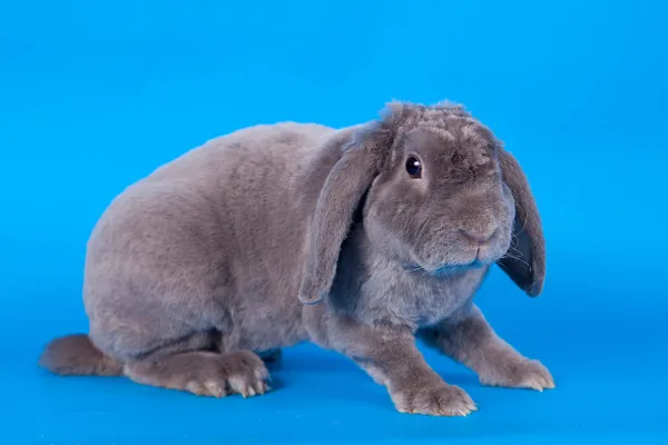 Grey Mini Lop Rabbits