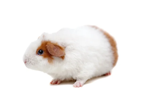 Teddy guinea pig Stock Photo by ©Farinosa 48823841