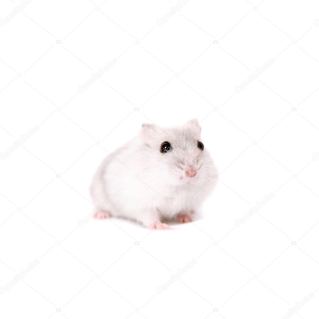 Djungarian Hamster, Phodopus sungorus, baby Stock Photo by ©Farinosa ...