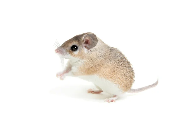 Cahirinus Stock Photos, Royalty Free Cahirinus Images | Depositphotos®