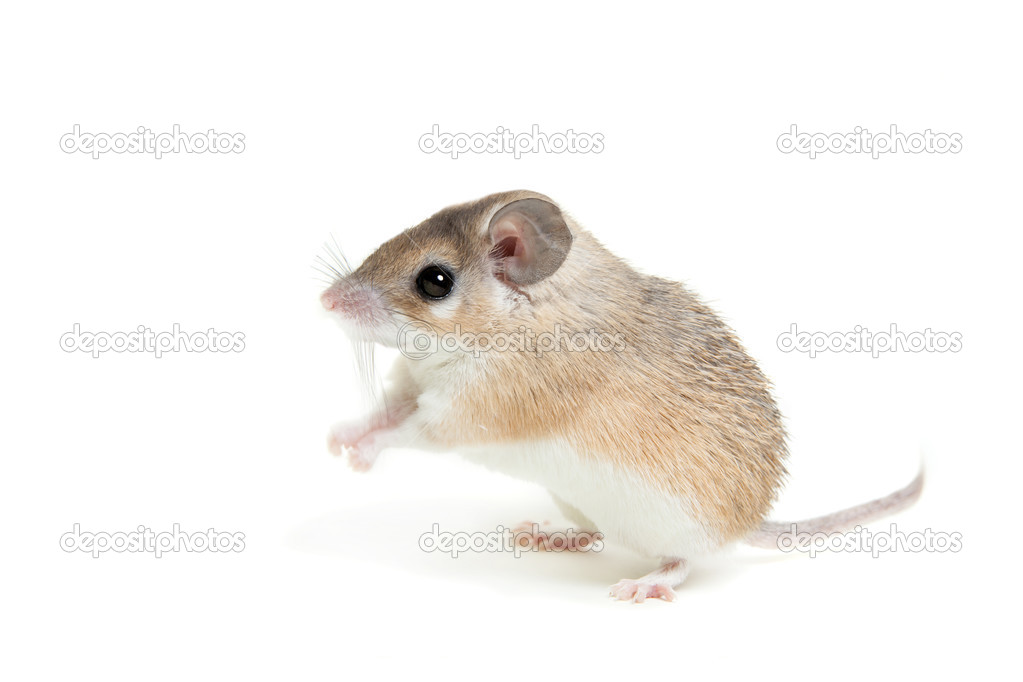Egyptian Spiny Mouse