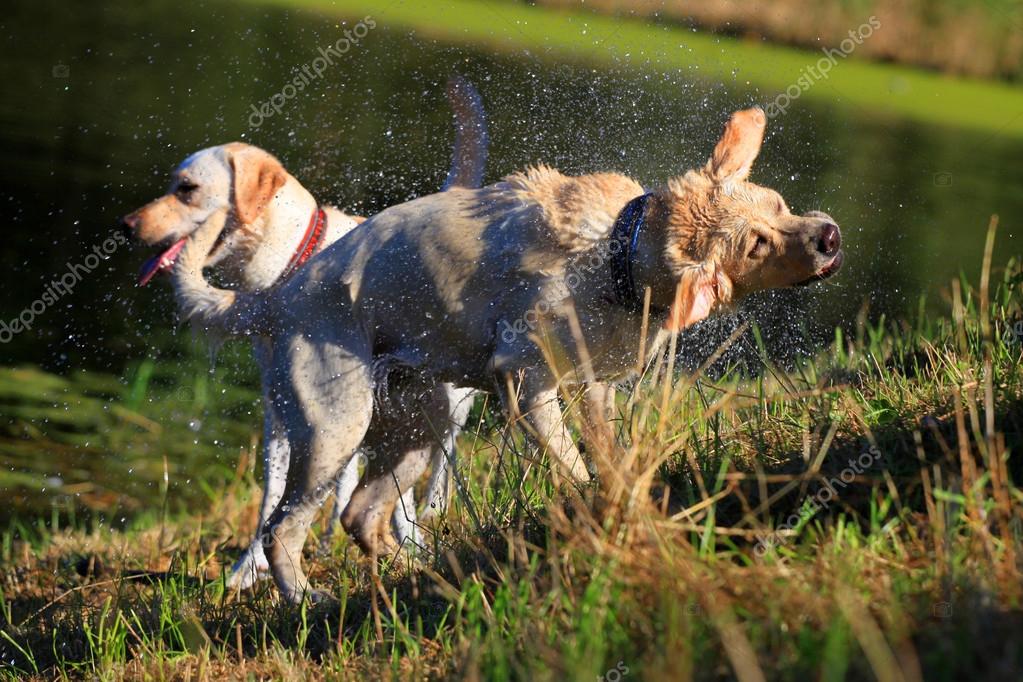 Labrador shaking off — Stock Photo © Farinosa #49033227