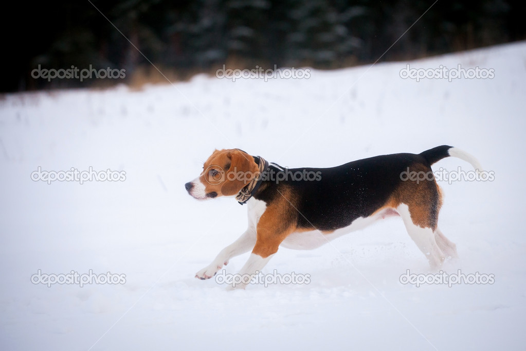 Are Beagles Smart Dogs