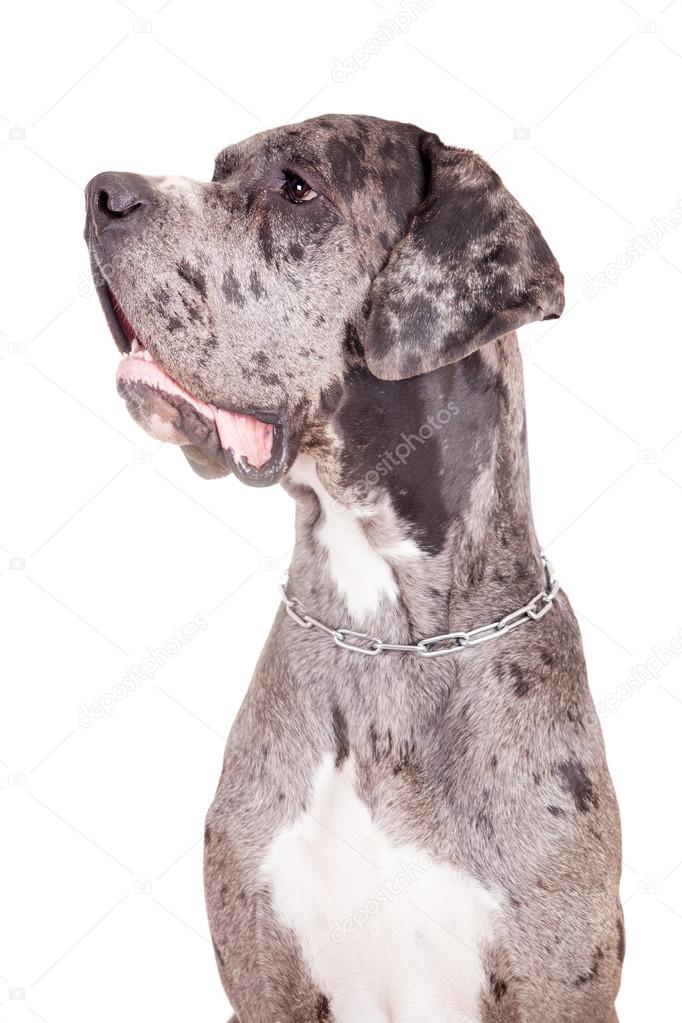 Dane Great Blue Breeds Merldog