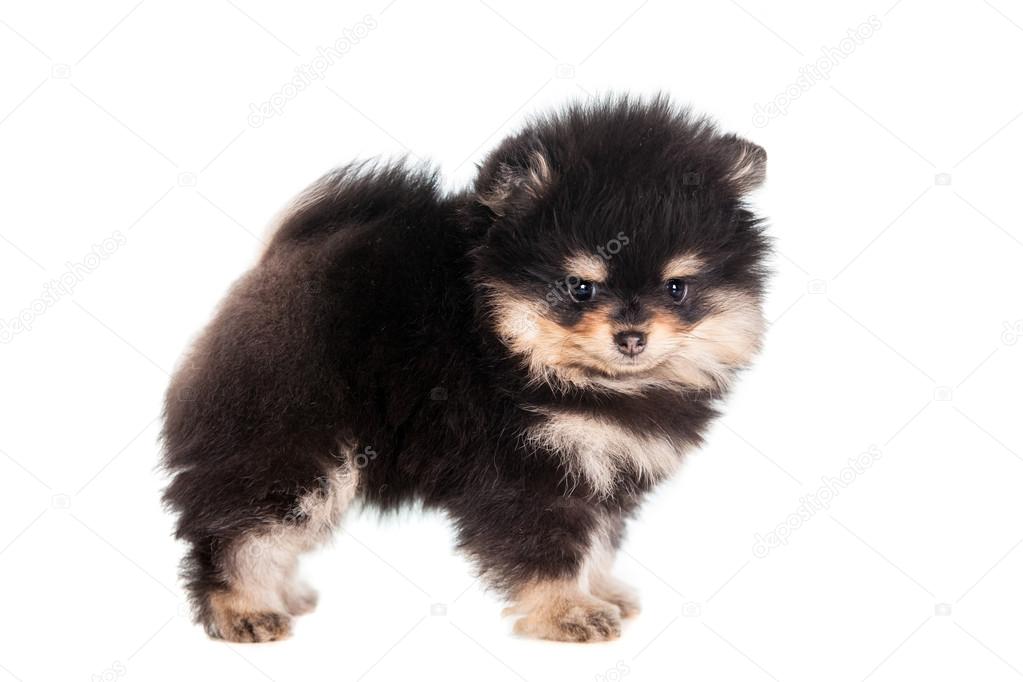 Miniature Spitz puppy on white Stock Photo by ©Farinosa 49037185
