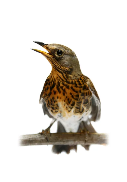 Chordata Stock Photos, Royalty Free Chordata Images | Depositphotos