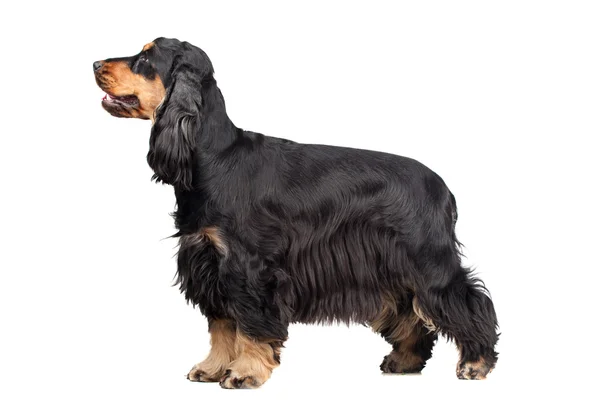 How Much Does A English Cocker Spaniel Cost