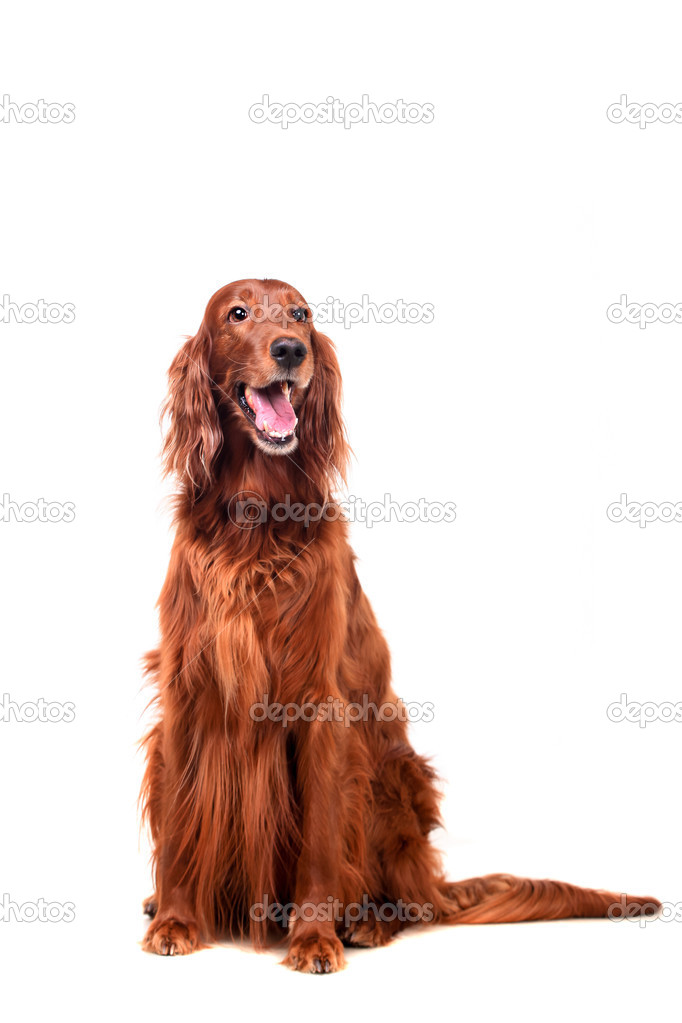 Irish Red Setter on white background Stock Photo by ©Farinosa 49390177