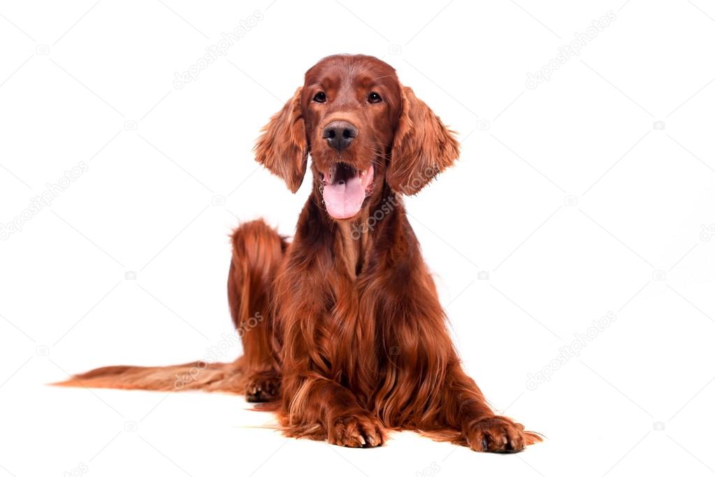 Irish Red Setter on white background — Stock Photo © Farinosa #49390557