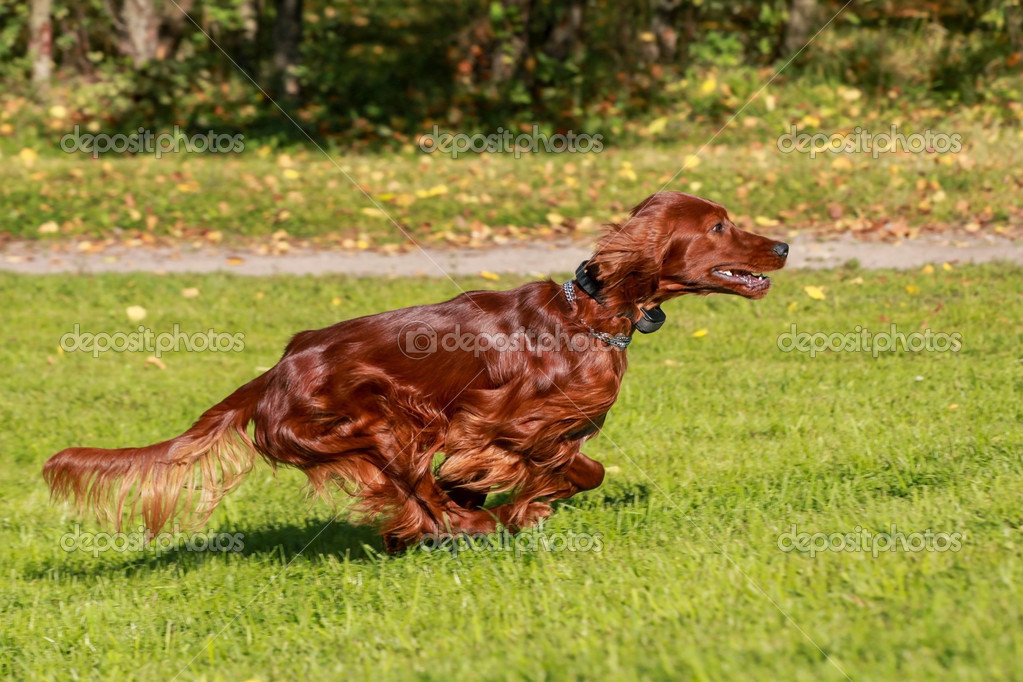 Irish Setter running — Stock Photo © Farinosa #49391701