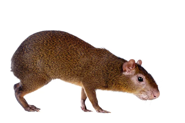 Dak rat Stock Photos, Royalty Free Dak rat Images | Depositphotos