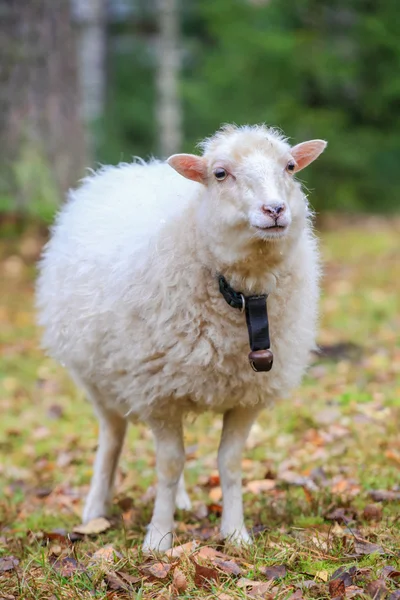 White dwarf sheep Stock Photos, Royalty Free White dwarf sheep Images ...