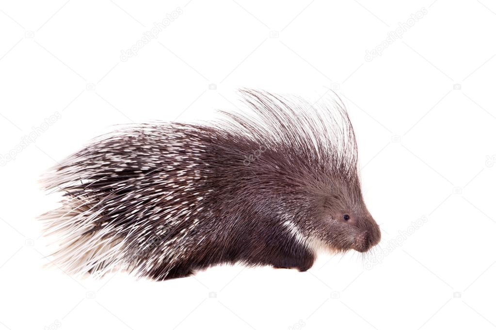Indian crested Porcupine on white Stock Photo by ©Farinosa 49465155