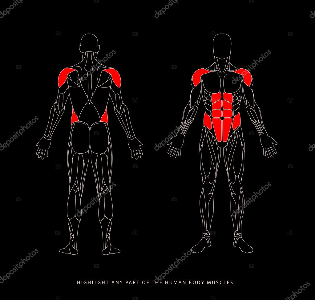 Human body muscle Stock Vector by ©kubanek 44287531