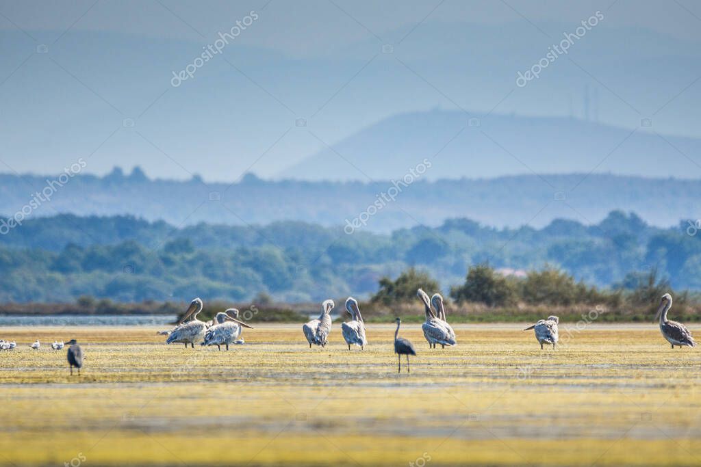 Dalmaci n pel cano, Pelecanus crispus, es el pel cano m s grande del mundo y es extremadamente ...
