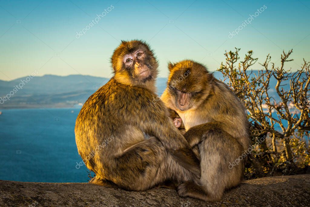 Macaco de Berbería, Macaca sylvanus, en la roca Gibraltar. Estos monos ...
