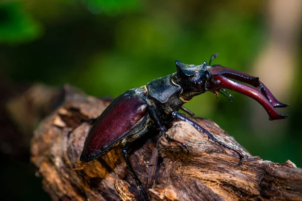 Stag beetle Stock Photos, Royalty Free Stag beetle Images | Depositphotos