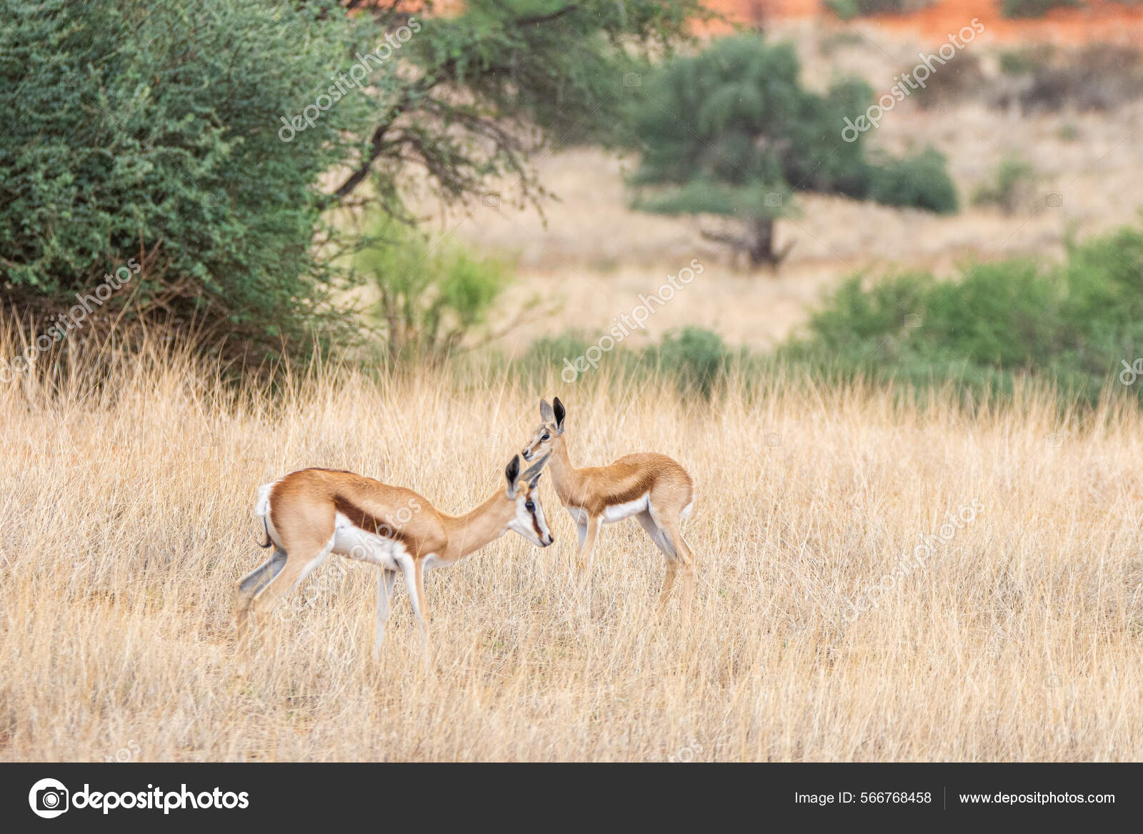 Springbok Antidorcas Marsupialis Kalahari Desert Namibia — Stock Photo ...
