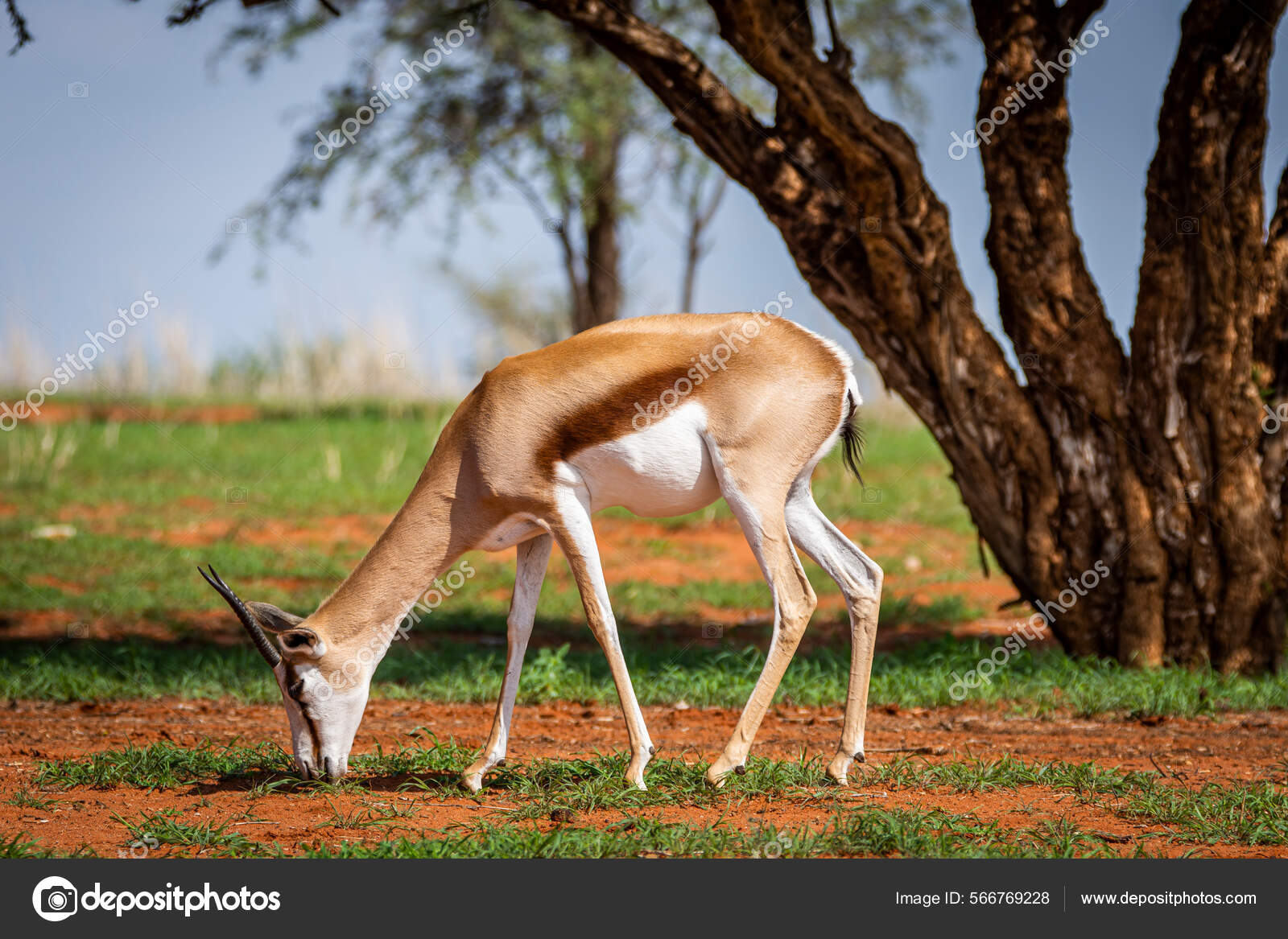 Springbok Antidorcas Marsupialis Kalahari Desert Namibia — Stock Photo ...