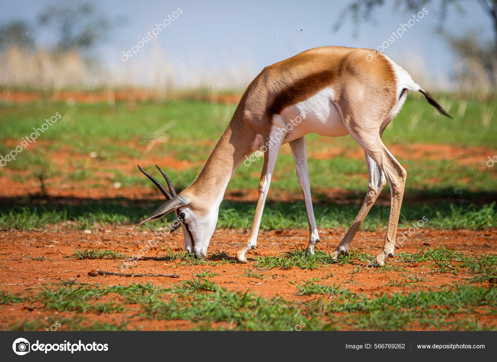 Springbok Antidorcas Marsupialis Kalahari Desert Namibia — Stock Photo ...