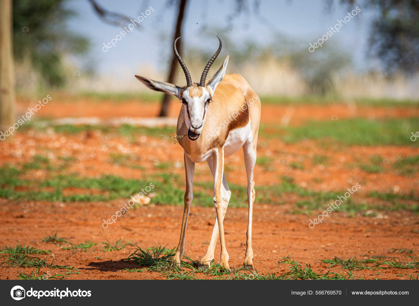 Springbok Antidorcas Marsupialis Kalahari Desert Namibia — Stock Photo ...