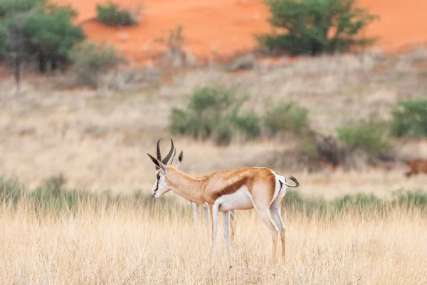 Springbok and orix Stock Photos, Royalty Free Springbok and orix Images ...