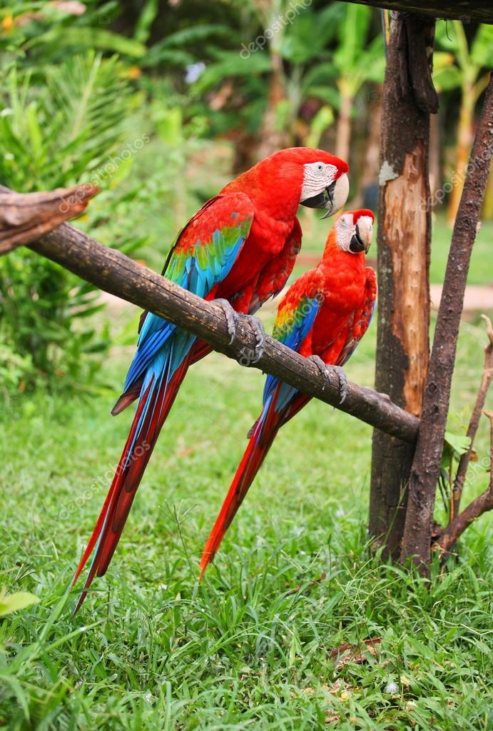 Papoušek: ara arakanga — Stock Fotografie © zanskar #42714975