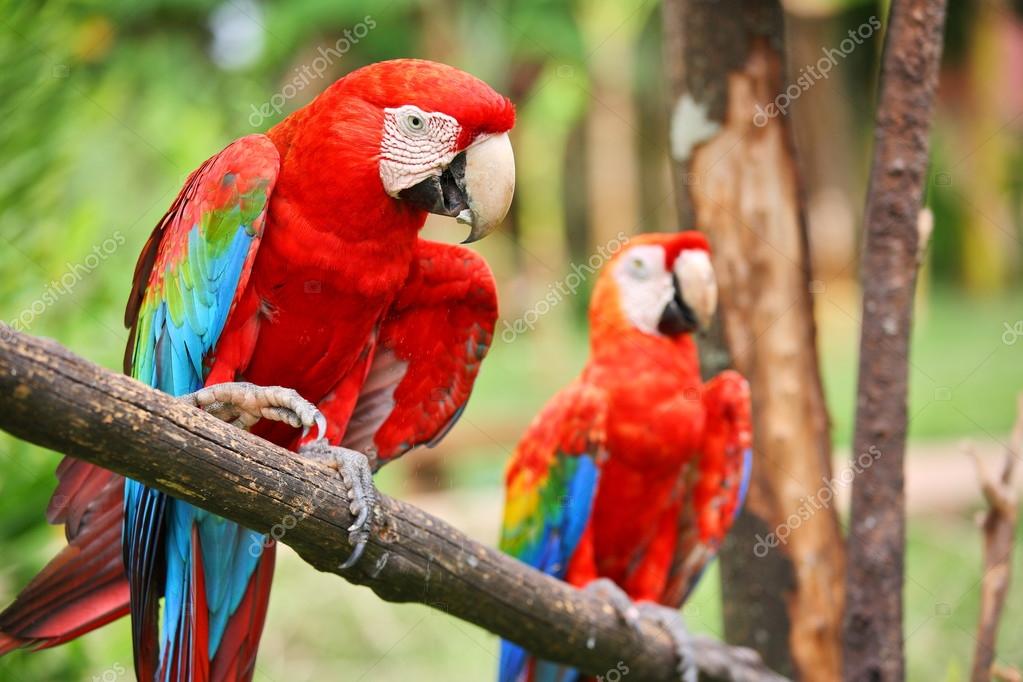 Loro: guacamayo escarlata — Foto de stock © zanskar #42715001