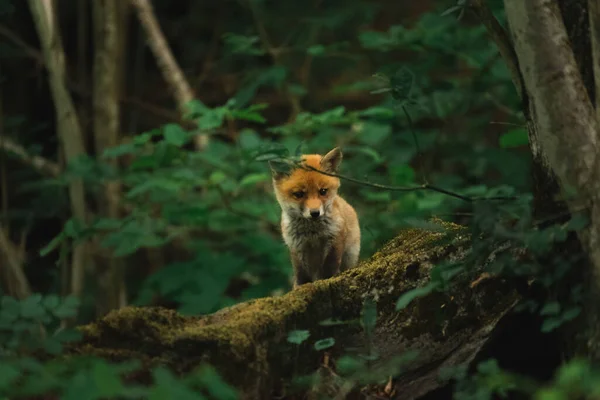 Jungle fox Stock Photos, Royalty Free Jungle fox Images | Depositphotos