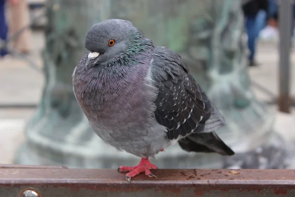 Ruffled pigeon Stock Photos, Royalty Free Ruffled pigeon Images ...