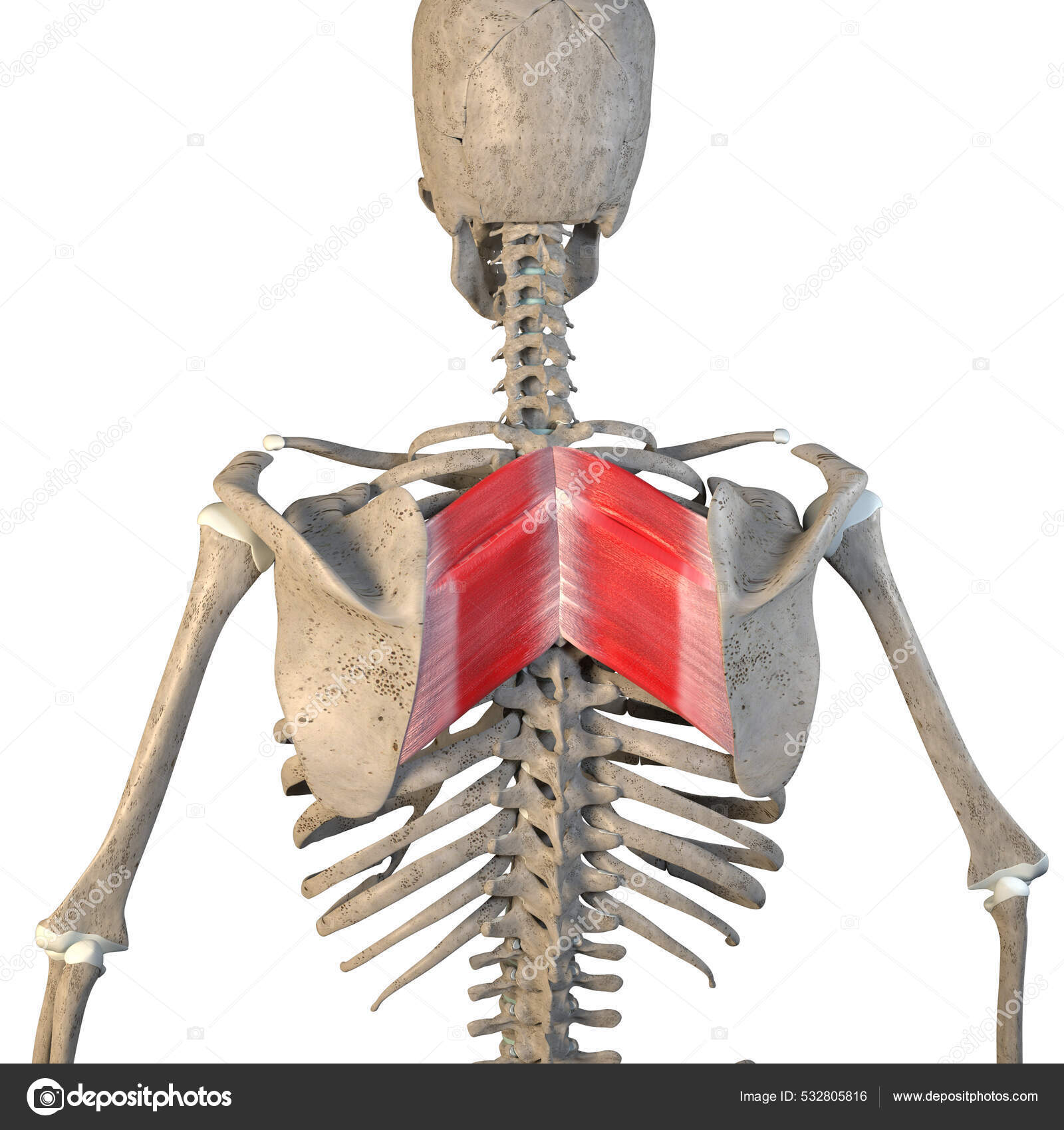 Illustration Shows Rhomboid Major Minor Muscles Skeleton White ...