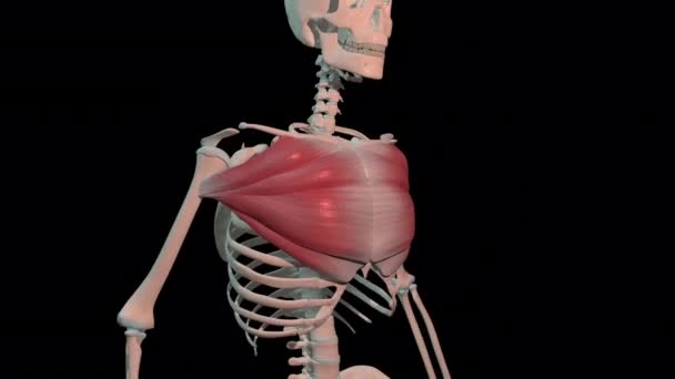 Animation Shows Pectoralis Major Muscles Full Rotation Loop Human ...