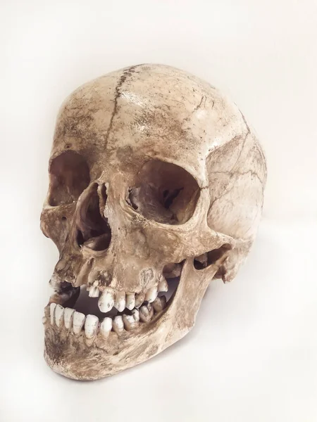 Isolated rotten human skull Stock Photos, Royalty Free Isolated rotten ...