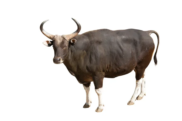 Male banteng isolated Stock Photo by ©anankkml 62981999