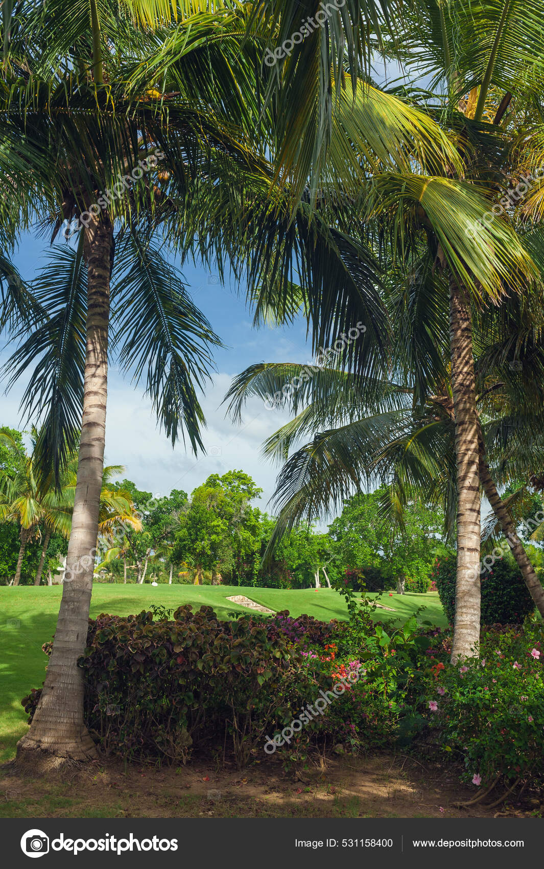 Exotic Palms Beach Resort Grounds. Beautiful Palm tree in tropical ...