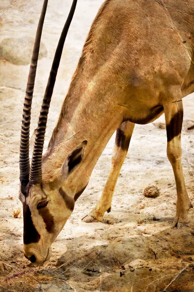 ᐈ A goat antelope stock photos, Royalty Free goat antelope images ...