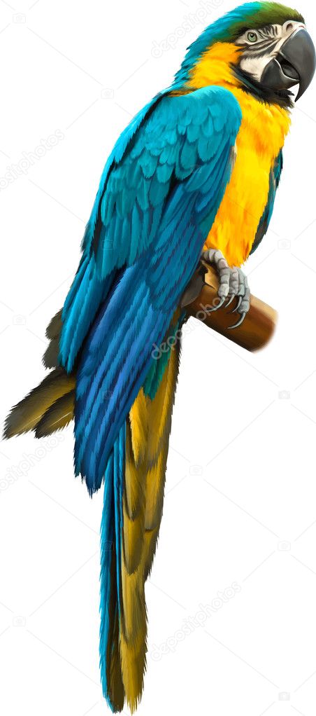 Colorful blue parrot macaw Stock Vector Image by ©artnature #44580577