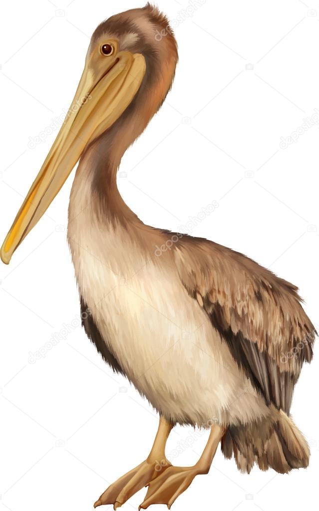 Pelican Stock Vector by ©artnature #44580585