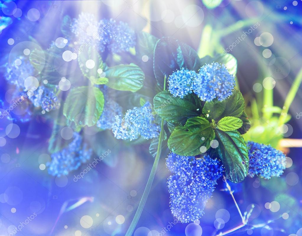 Background with little blue flowers Stock Photo by ©artnature 46088859