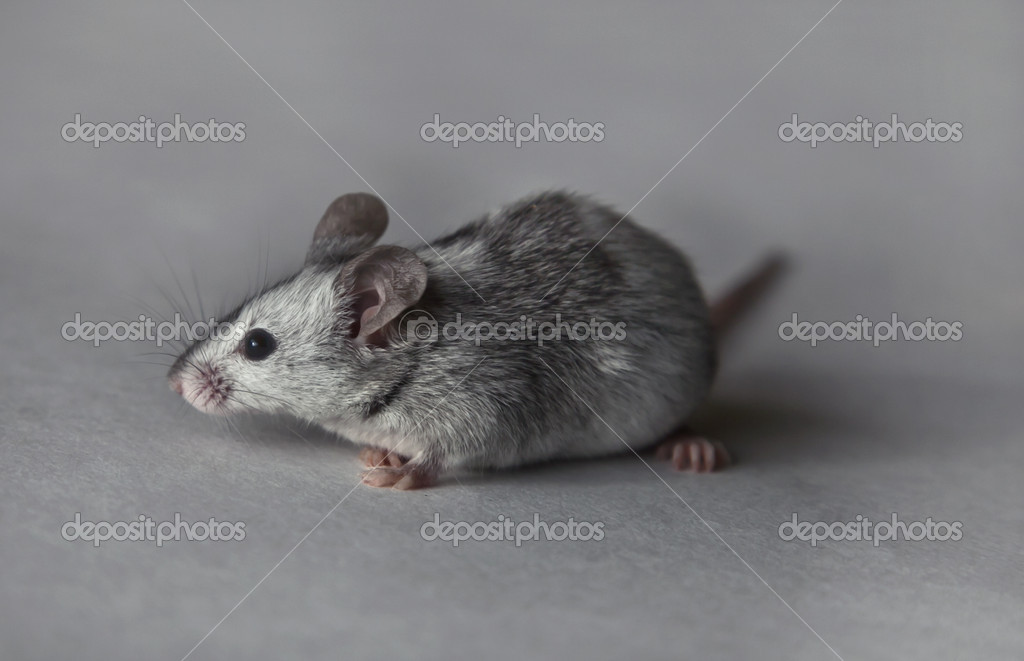 Cute gray and white mouse Stock Photo by ©artnature 46090833