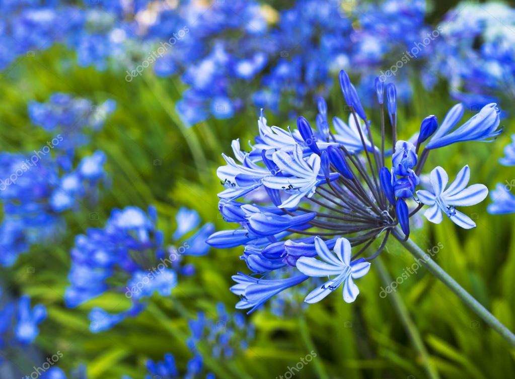 African Lily Blue flowers Stock Photo by ©artnature 50906103