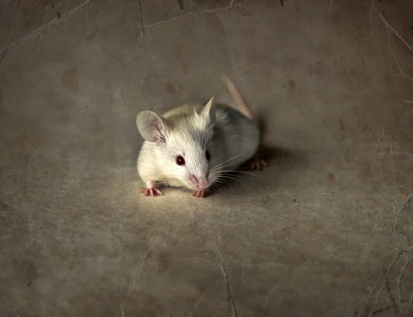 Cute black and white mice Stock Photo by ©artnature 51037245